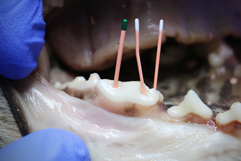 Endodontics II - Endodontics in Veterinary Dentistry - Accesia
