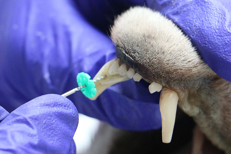 Endodontics I - Endodontics in Veterinary Dentistry - Accesia