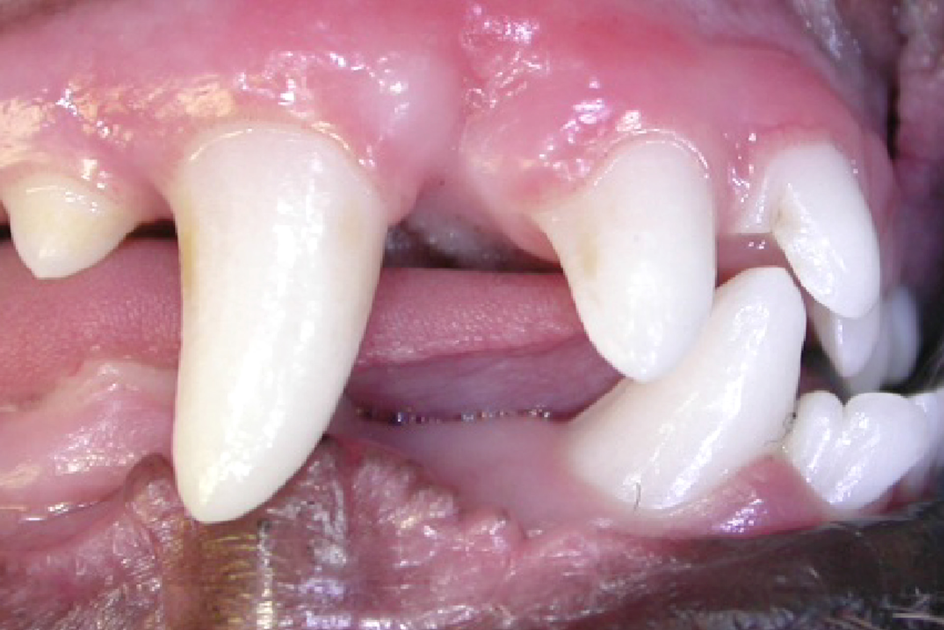 Orthodontics II - Orthodontics course, Veterinary Dentistry - Accesia